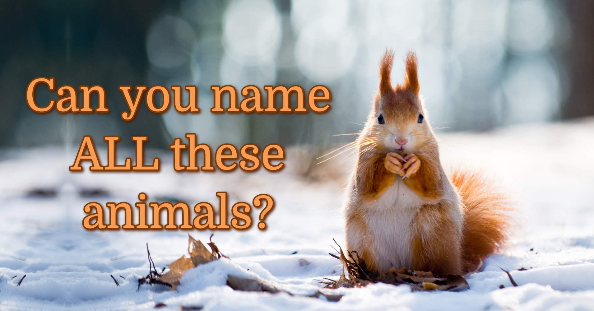 10 Blurred Photos Of Animals - Can You Name These Animals? - Article ...