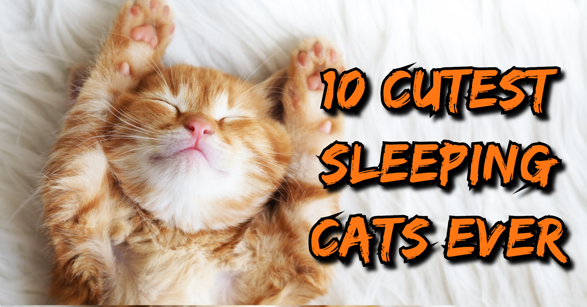 10 Cutest Sleeping Cats Ever - Article - Quizony.com