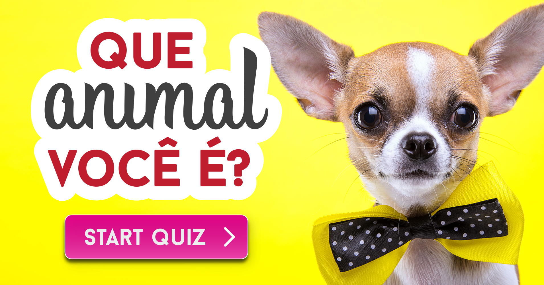 Quiz Qual Animal Vc Seria - BRAINCP