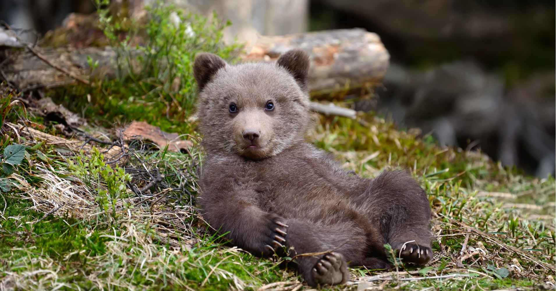 What do you call a bear with no ear? - Riddle - Quizony.com