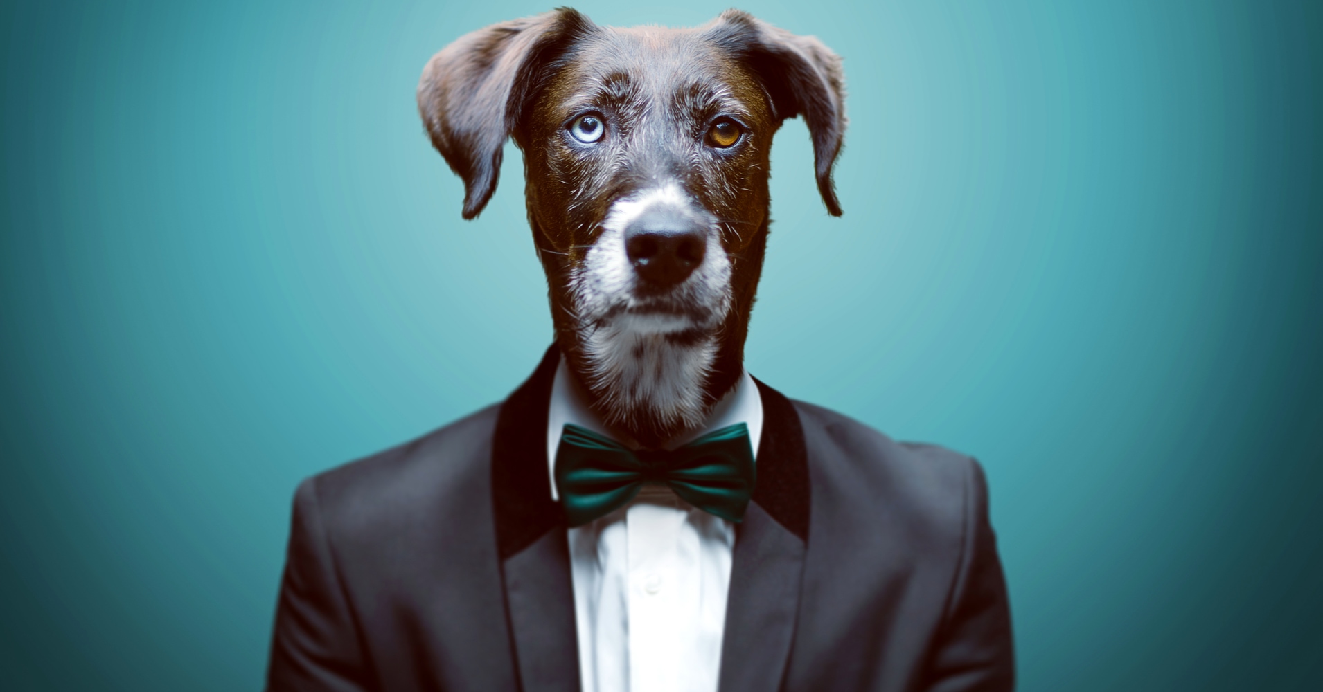 Soul Animal Quiz Question 1 - What career would you like to try out one ...