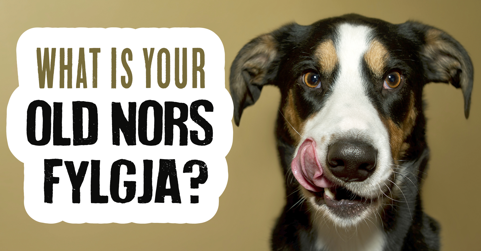 What Is Your Old Norse Fylgja? - Quiz