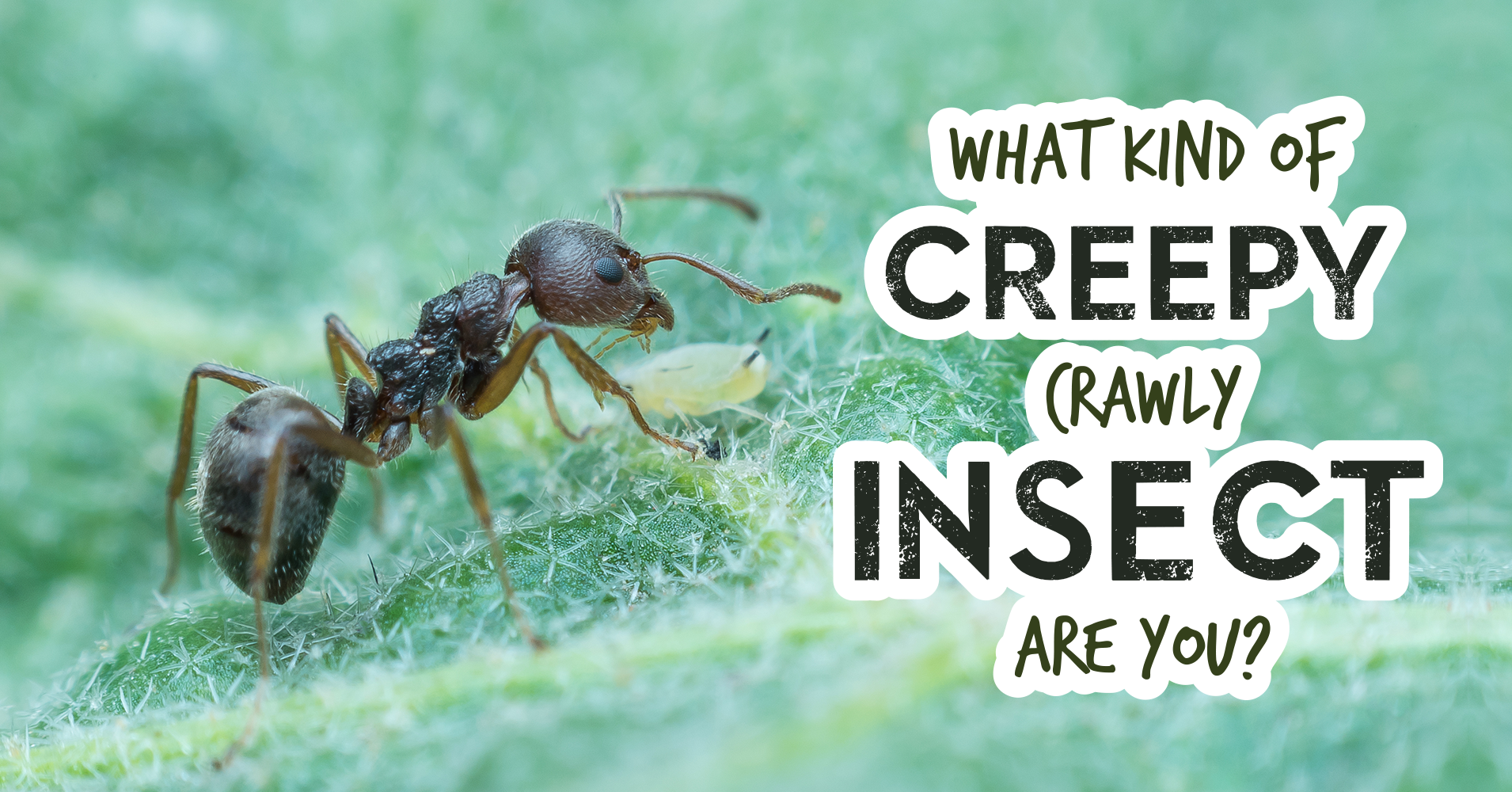 What Kind Of Creepy-Crawly Insect Are You? - Quiz Result